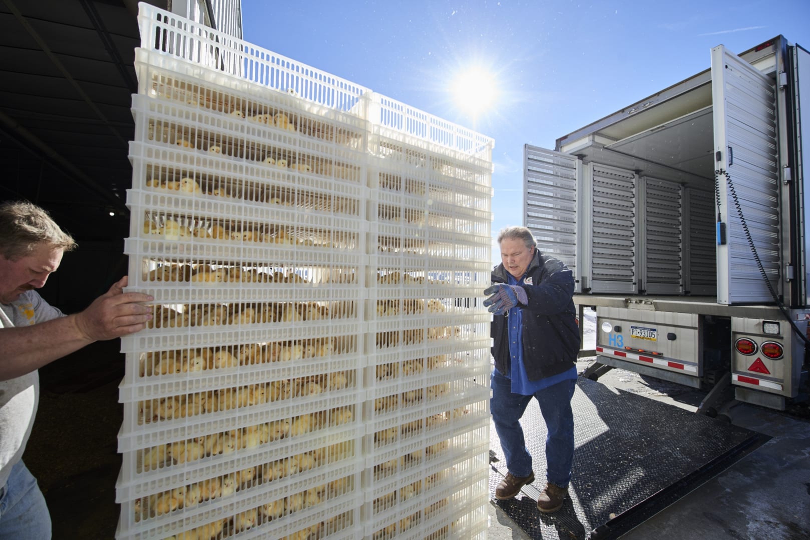 Hatchery equipment that creates superior chick quality - HatchTraveller